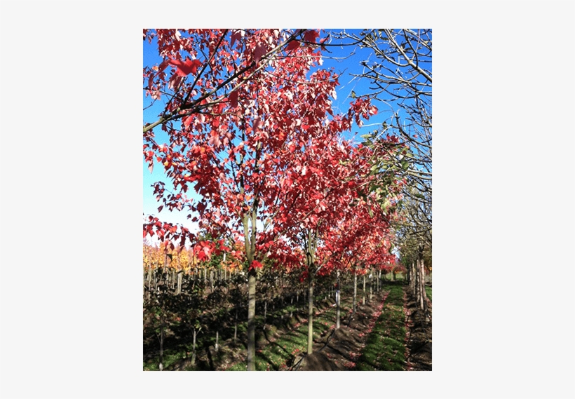 Deciduous Trees - Maple Transparent PNG - 650x488 - Free Download on ...