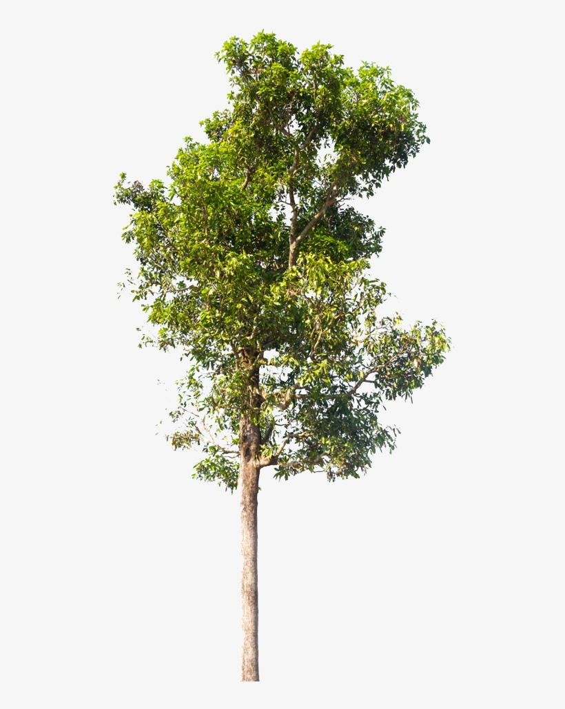 Tree - Neem Tree Images Hd Transparent PNG - 504x1016 - Free Download ...