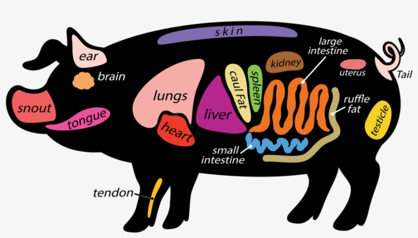 Pork Clipart Pig Tail - Pig Ruffle Fat Transparent PNG - 920x504 - Free ...