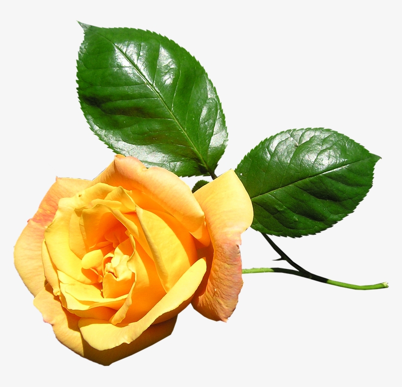 Yellow, Rose, Stem, Flower - Yellow Rose With Stem Transparent PNG ...