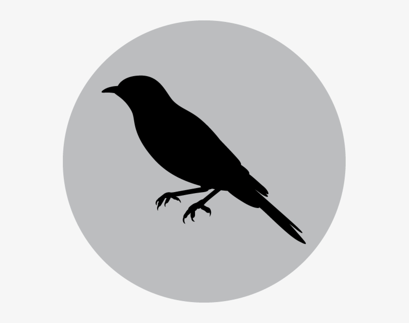 Acacia Paradoxa Hedge Wattle, Kangaroo Thorn Bn - Crow Transparent PNG ...