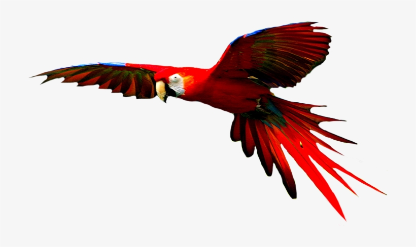 Macaw Clipart Hyacinth Macaw - Scarlet Macaw Transparent Background ...