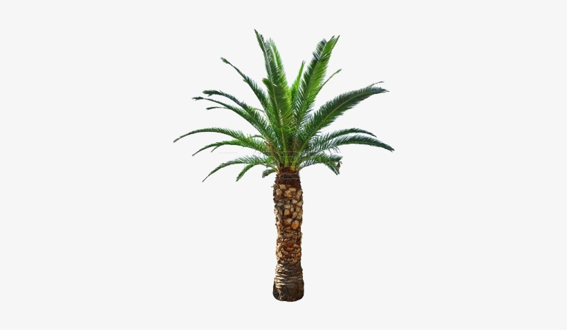Cycad - Short Palm Tree Png Transparent PNG - 344x398 - Free Download ...