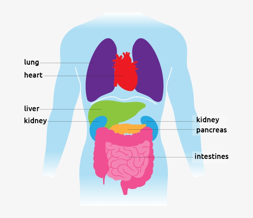 Learn More About An Organ - Organ Facts Transparent PNG - 700x651 ...