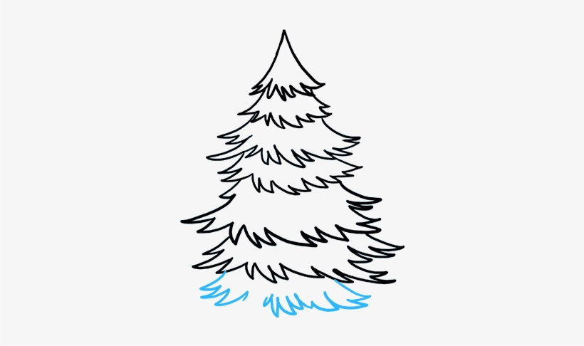 How To Draw Spruce - Drawing Transparent PNG - 680x678 - Free Download ...