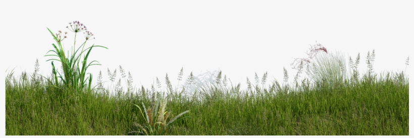 Sweet Grass Transparent PNG - 1000x800 - Free Download on NicePNG
