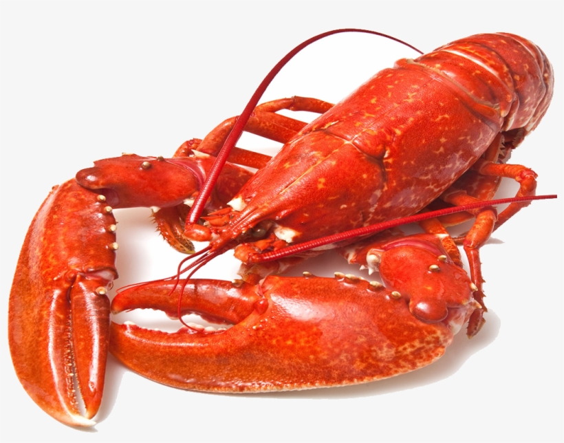 Marisco - Comida De Mar Png Transparent PNG - 1600x1200 - Free Download ...