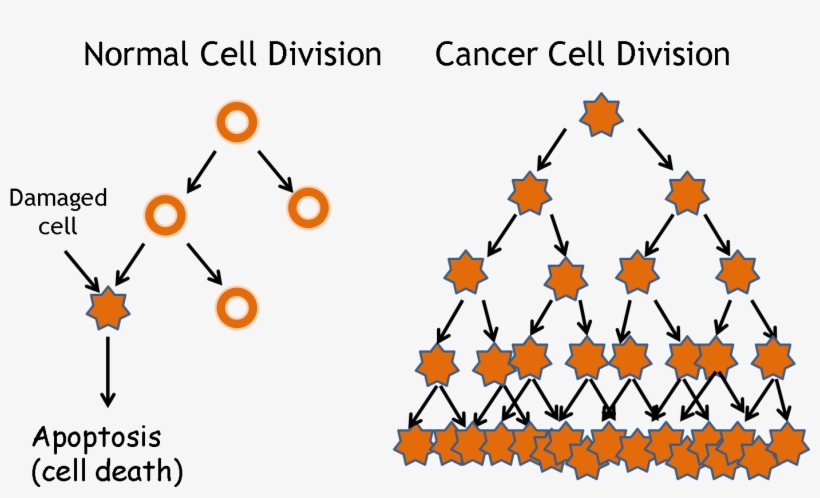 Enter Image Description Here - Cancer Cells Vs Normal Cells Transparent ...
