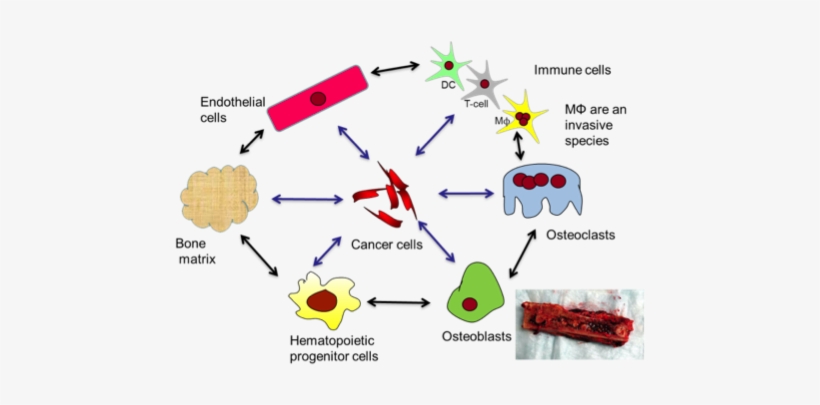 An - Ecosystem Of Cells Transparent PNG - 479x333 - Free Download on ...
