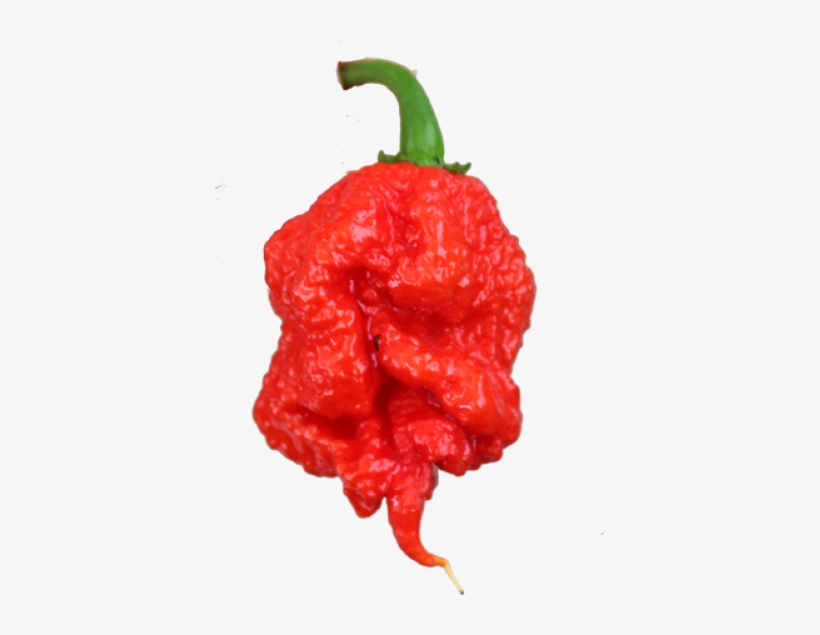 Carolina Reaper Transparent PNG - 750x750 - Free Download on NicePNG