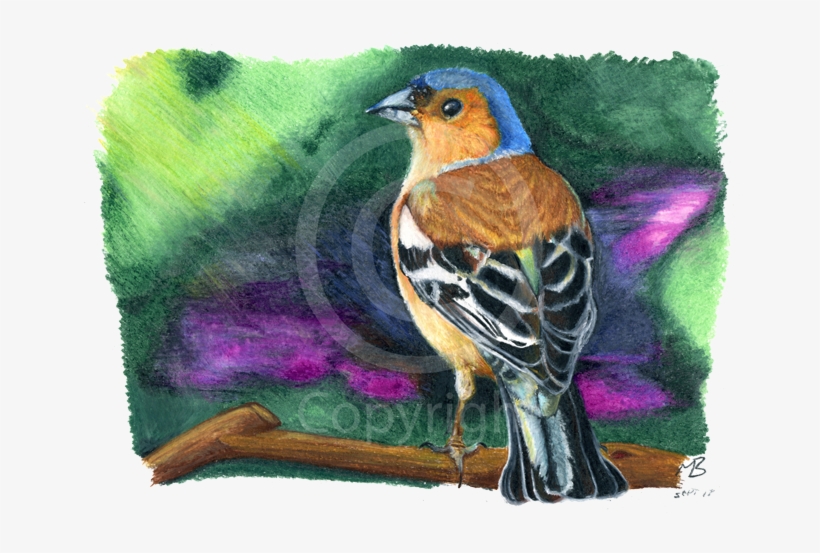 Download Chaffinch - Drawing - HD Transparent PNG - NicePNG.com