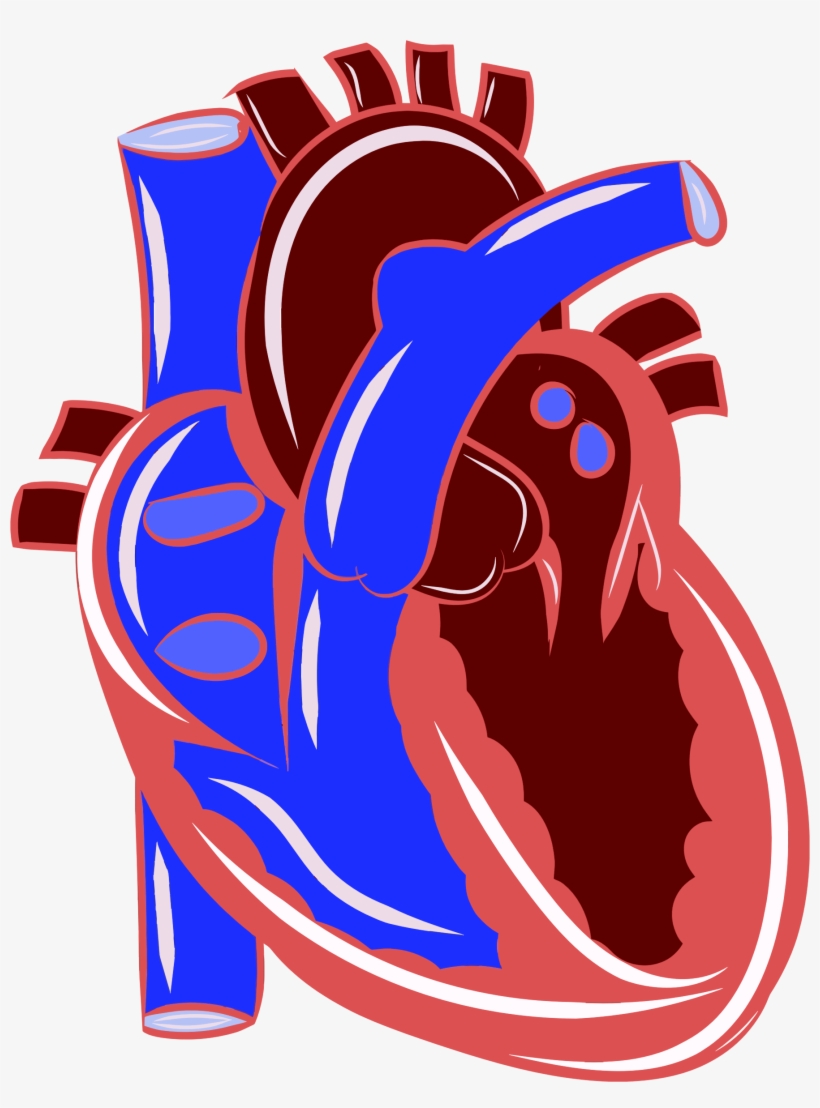 Jpg Freeuse Colorful Illustration Big Image Png - Cardiac Heart Clipart ...