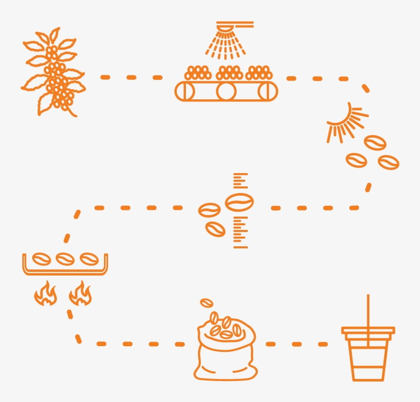 Orange Illustrations Of Coffee Process Coffee Bean - Coffee Farm To Cup ...