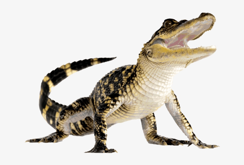 Animals - Reptiles - Alligator Png Transparent PNG - 740x525 - Free ...