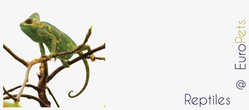 Reptiles - Reptile Transparent PNG - 2270x1024 - Free Download on NicePNG