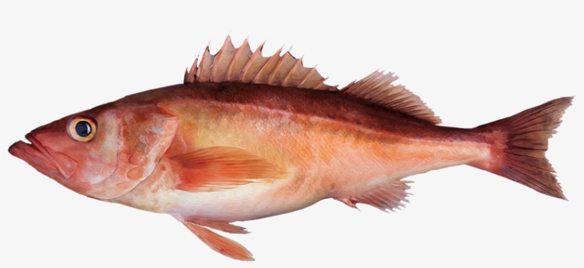 Sebastes Goodei - Rocote A Cuadros Pez Transparent PNG - 850x354 - Free ...