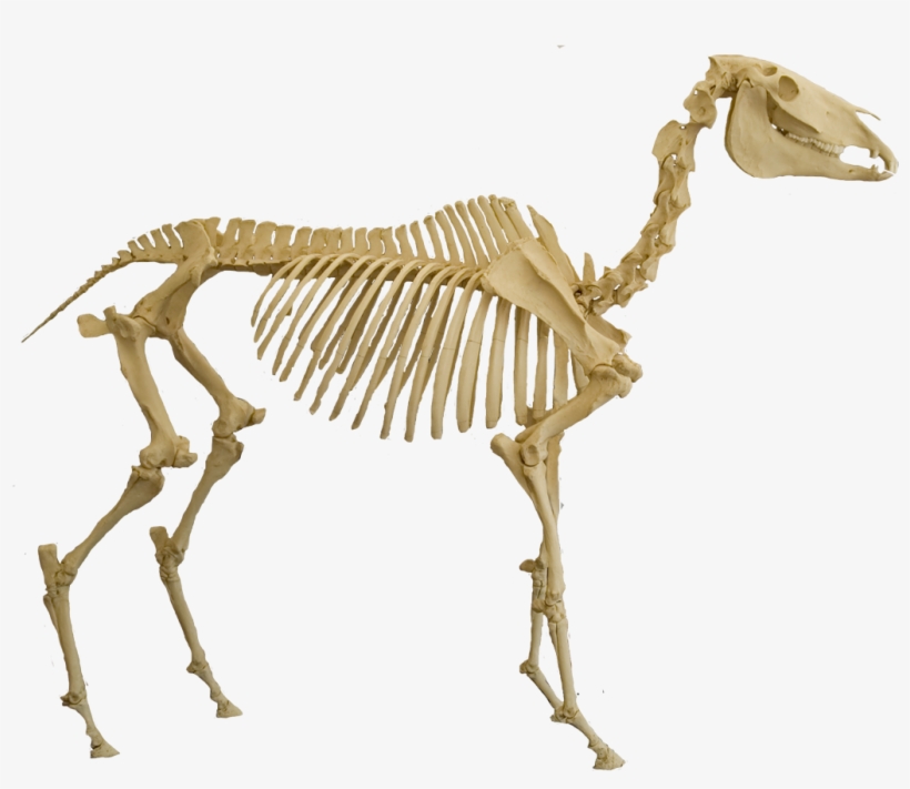 Comment Some More Below - Horse Skeleton Real Life Transparent PNG ...