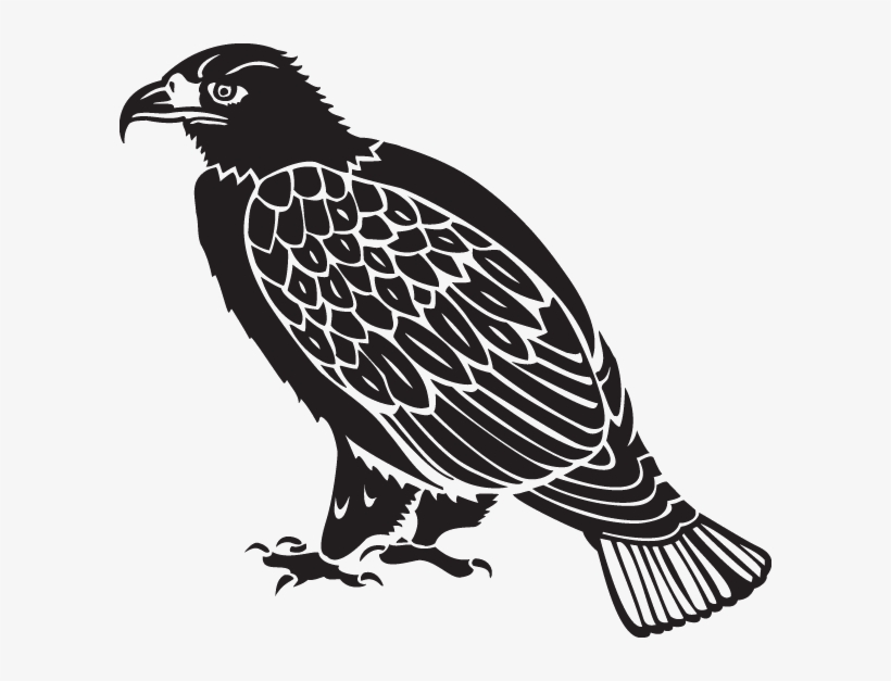 Desenho Colorido Do Gavião Real Transparent PNG - 600x547 - Free ...
