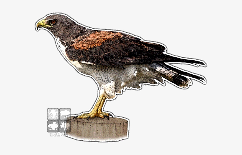White-tailed Hawk Decal - Art Transparent PNG - 590x447 - Free Download ...