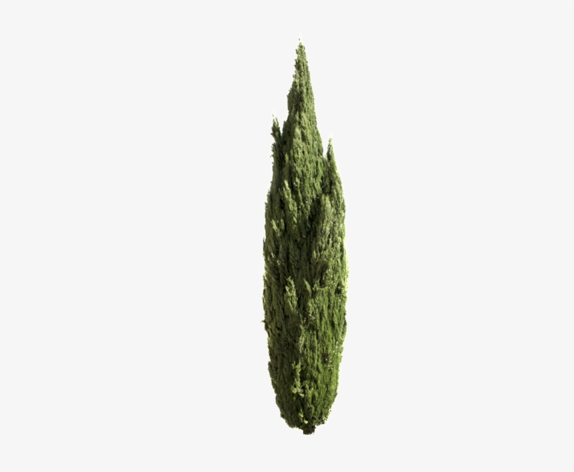 Cupressus Png - Mediterranean Cypress Transparent PNG - 247x599 - Free ...