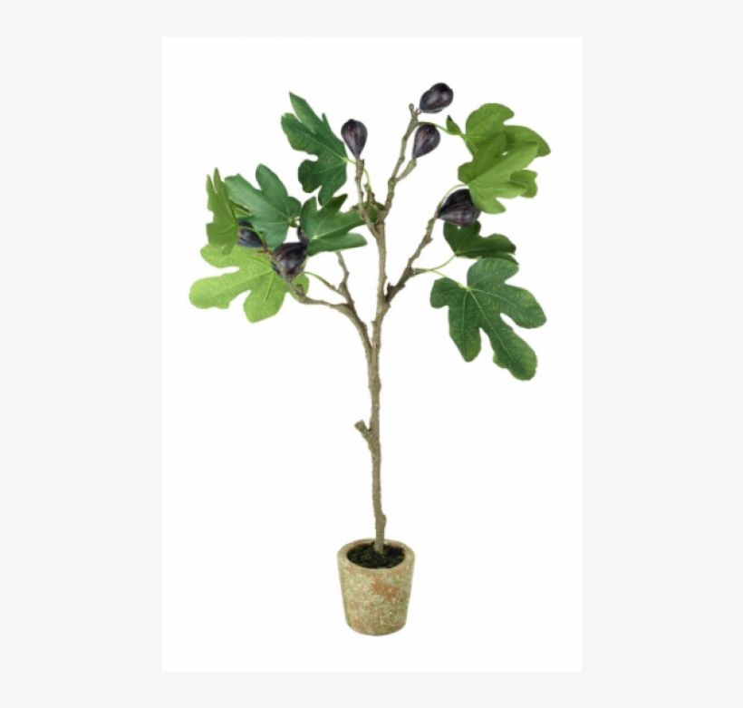 Faux Potted Fig Tree - Fig Tree Transparent PNG - 700x700 - Free ...