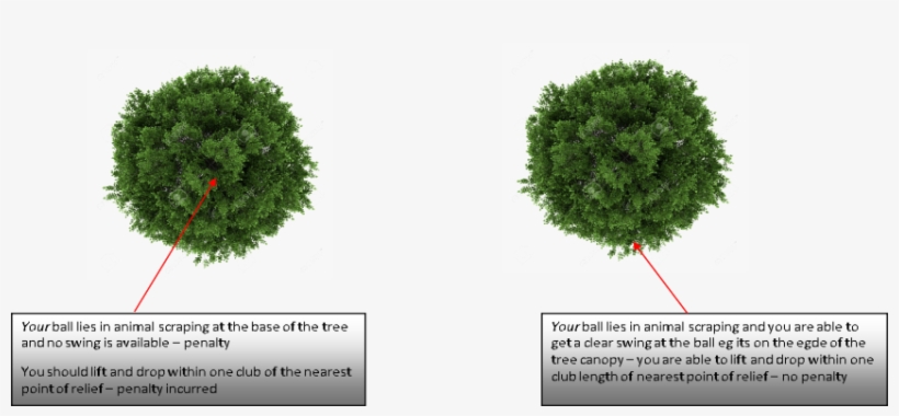 As It Lies In An Indentation At The Base Of A Tree - Tree Transparent ...