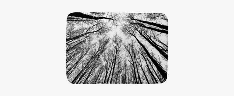 Black And White Trees Transparent PNG - 400x400 - Free Download on NicePNG