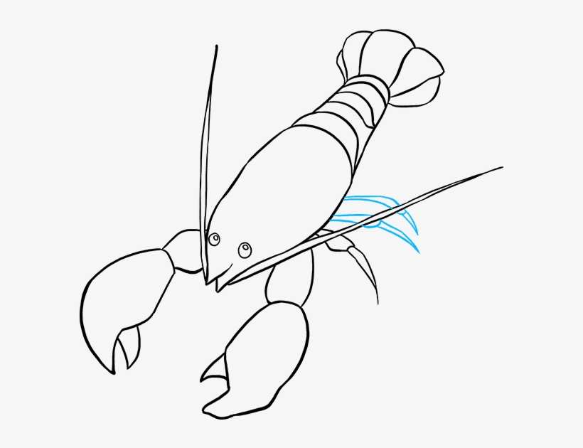 How To Draw Lobster - Drawing Transparent PNG - 680x678 - Free Download ...