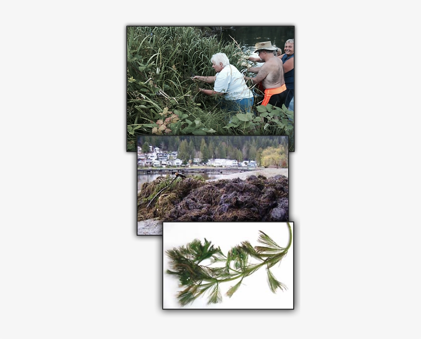 Invasive Plants - Cultus Lake Transparent PNG - 350x580 - Free Download ...