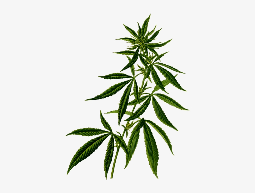Download Cannabis - HD Transparent PNG - NicePNG.com