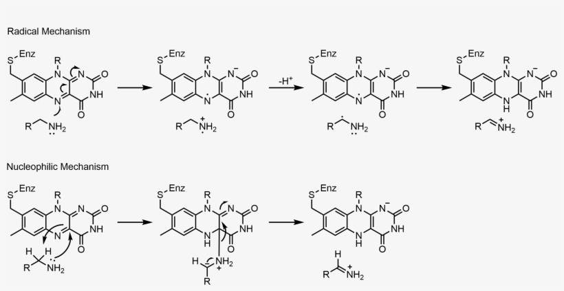 Mao Mechanisms - Monoamine Oxidase Reaction Mechanism Transparent PNG ...