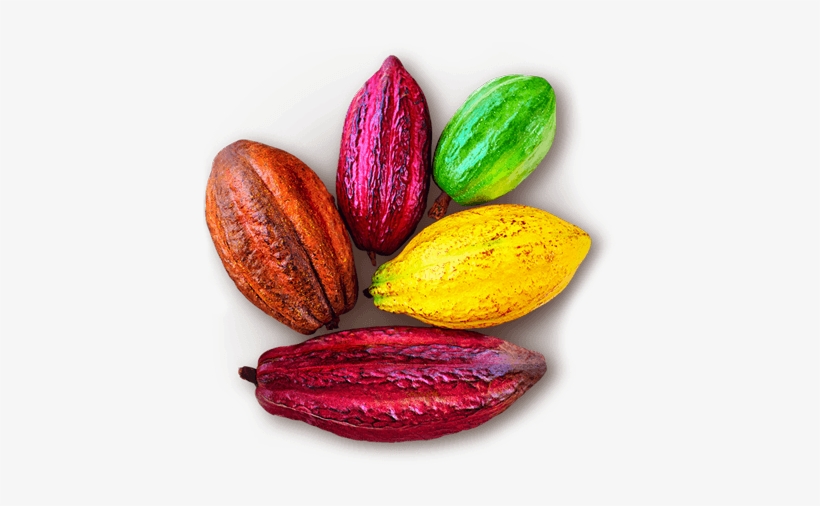 A Group Of Colourful Cocoa Pods - Stock Photography Transparent PNG ...