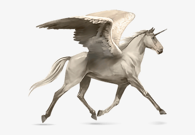 Horse Alado Aladus Cavalo Asas Wings Mikah014 - Howrse Palomino ...