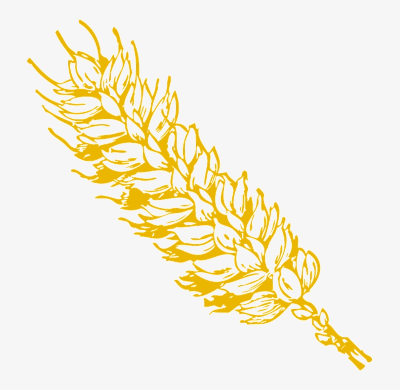 Grains Clipart Gold Wheat Transparent PNG - 707x720 - Free Download on ...