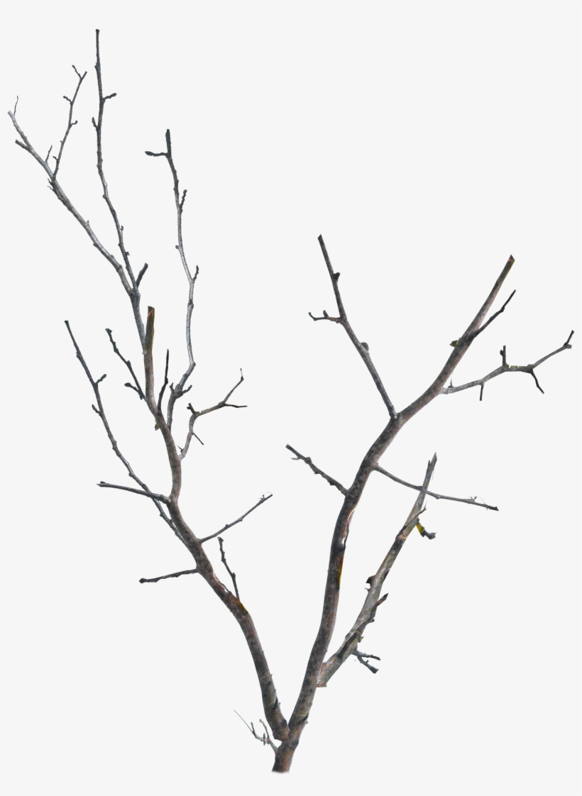 Grass42 - Twig Transparent PNG - 2048x2048 - Free Download on NicePNG