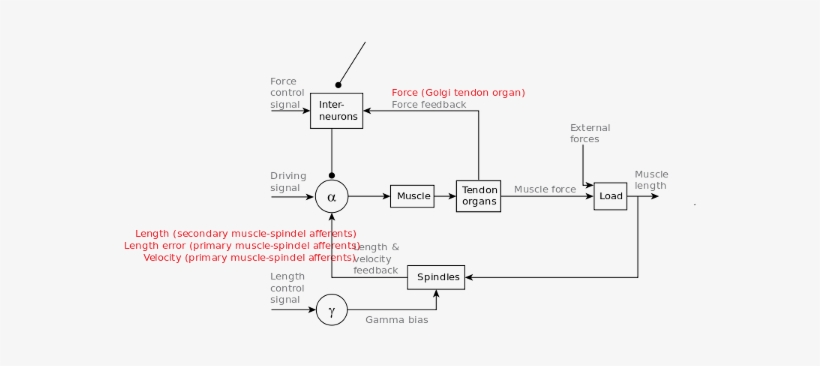 800px-proprioception Signals - Wikimedia Commons Transparent PNG ...