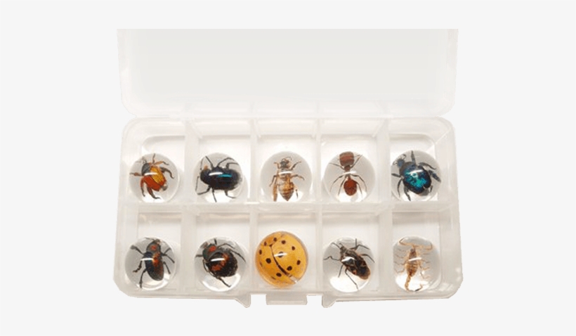 Insect Bug Marbles - Lucite Treasures 10 Insect Sphere Set Transparent ...