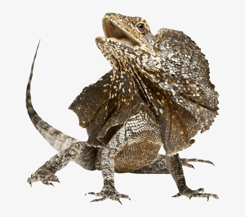 Frilled Neck Lizard Drawing