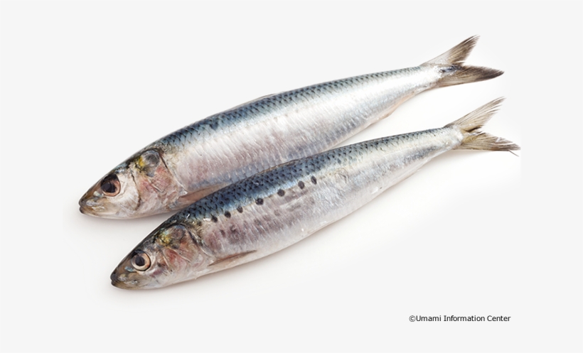 Sardine - Seafood Transparent PNG - 650x470 - Free Download on NicePNG