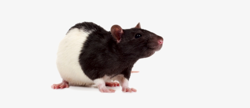 Rat - Transparent Rat Transparent PNG - 500x286 - Free Download on NicePNG