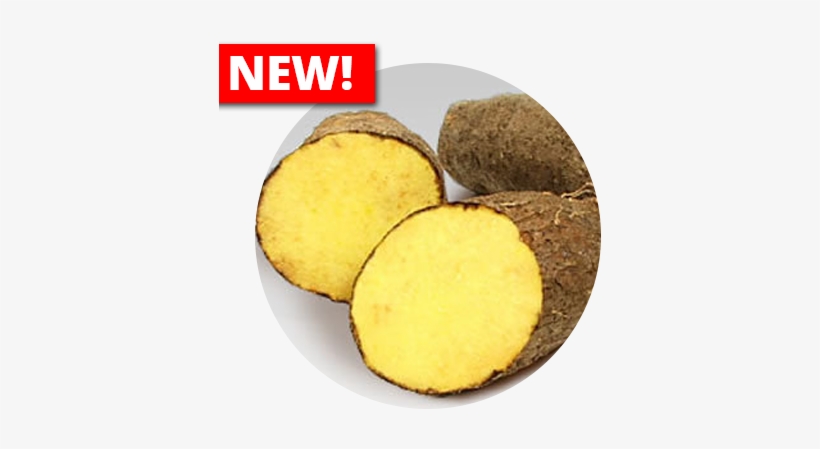 Yellow Yams - Yellow Yam Transparent PNG - 423x423 - Free Download on ...