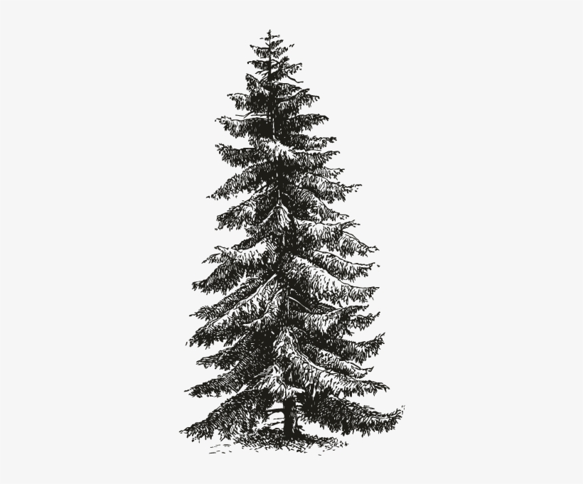 Spruce Tree - Pine Tree Transparent PNG - 696x696 - Free Download on ...