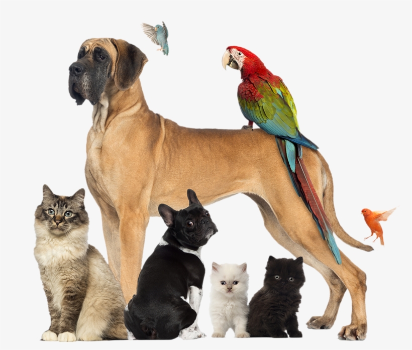 Produtos De Pet Shop E Serviço De Veterinária No Mesmo - Cute Animals ...