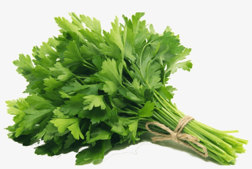 Perejil - Fresh Parsley Transparent PNG - 1181x1181 - Free Download on ...