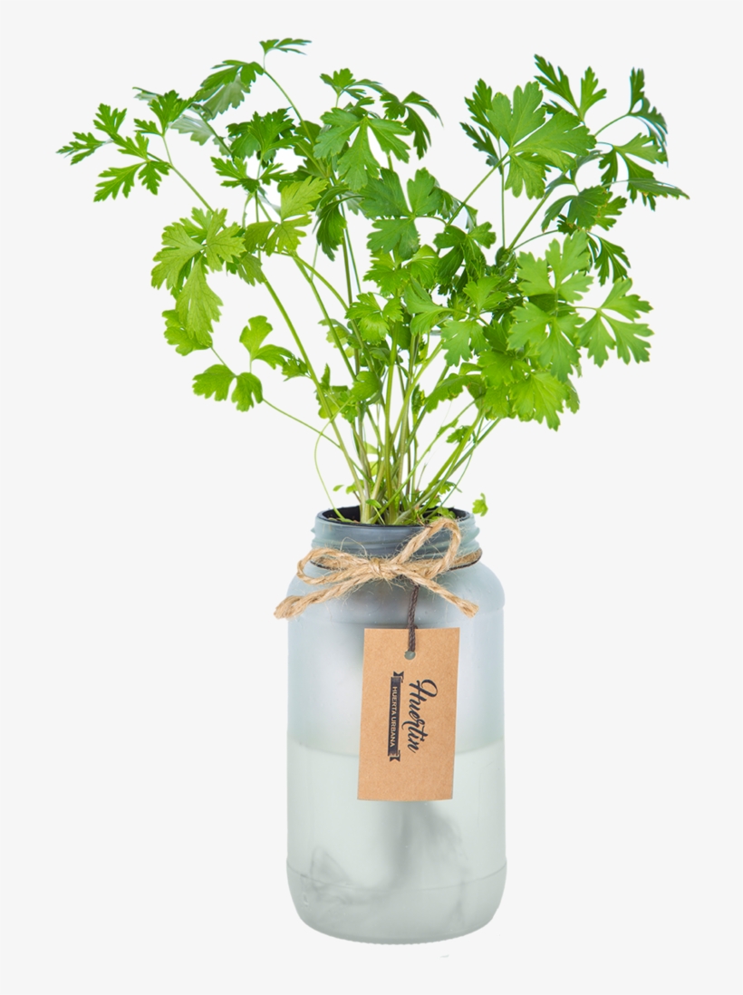 Albahaca Con Hidroponia Transparent PNG - 1024x1024 - Free Download on ...