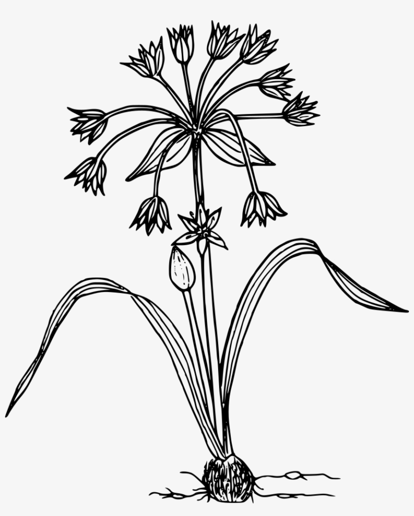 Sierran Onion - Wild Flower Illustration Png Transparent PNG - 834x1000 ...