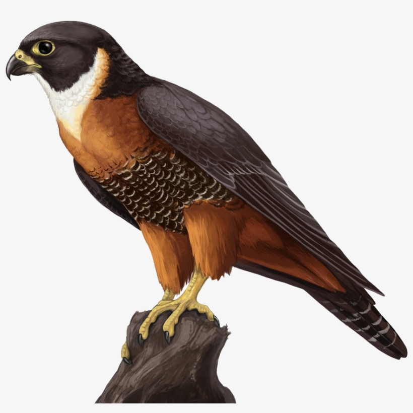 Falcon Animals Sticker - Falcon Png Transparent PNG - 925x864 - Free ...