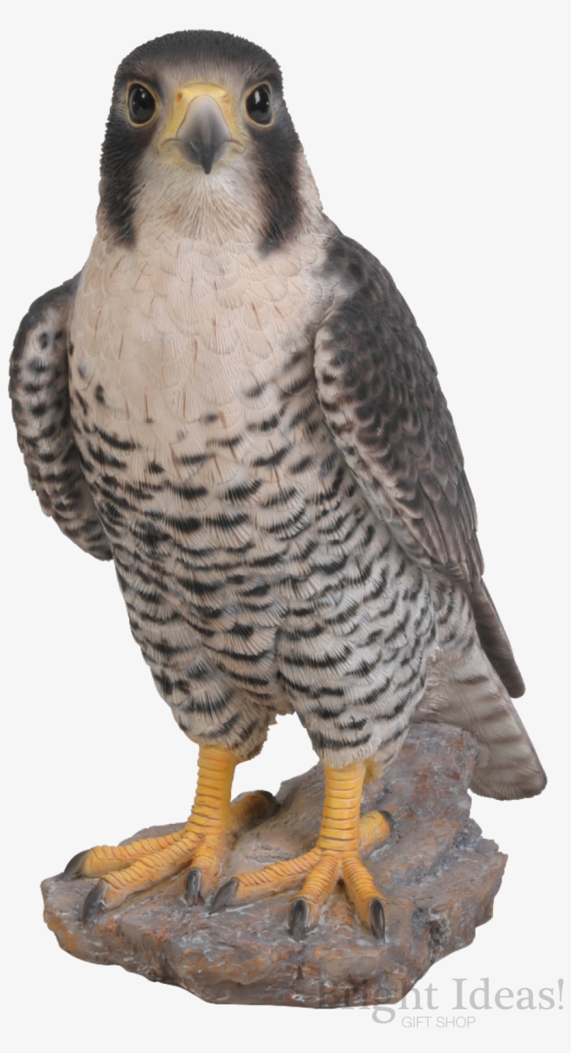 Peregrine Falcon Bird Of Prey Real Life Vivid Arts - Peregrine Falcon ...