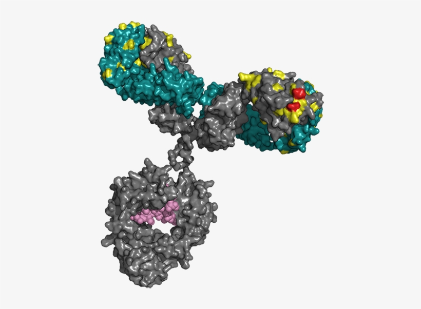 Igm Antibody - Antibody Transparent PNG - 514x540 - Free Download on ...
