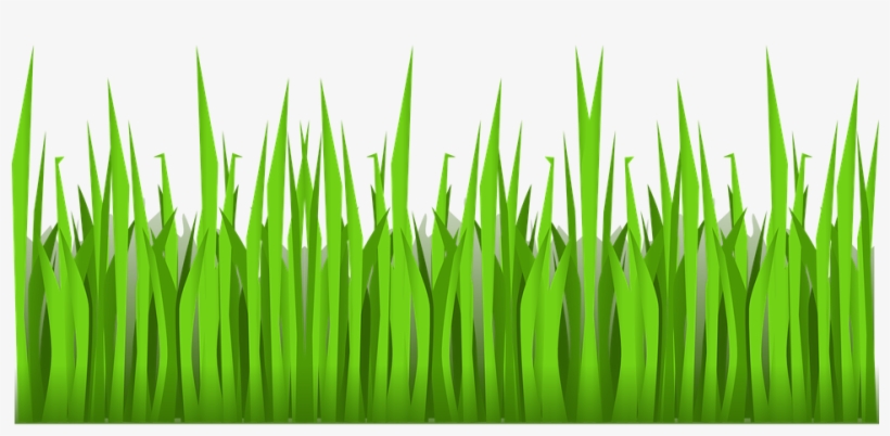 Sea Grass Clipart Turtle Habitat - Cartoon Grass No Background ...